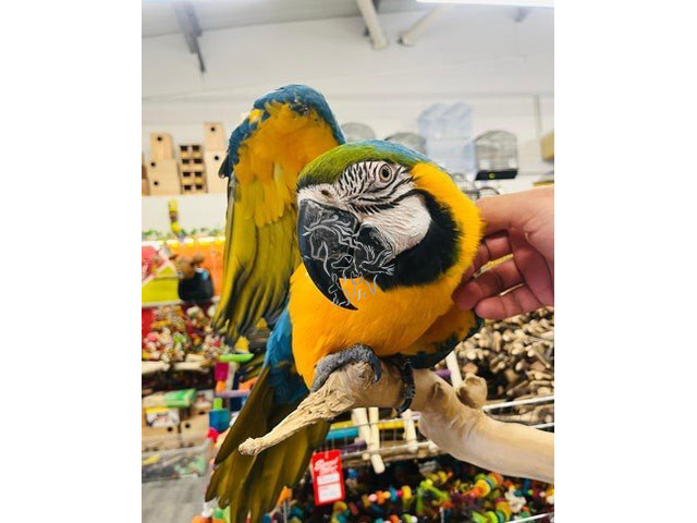 Guacamayo azul y dorado hembra súper manso - animal plus (Spanish)